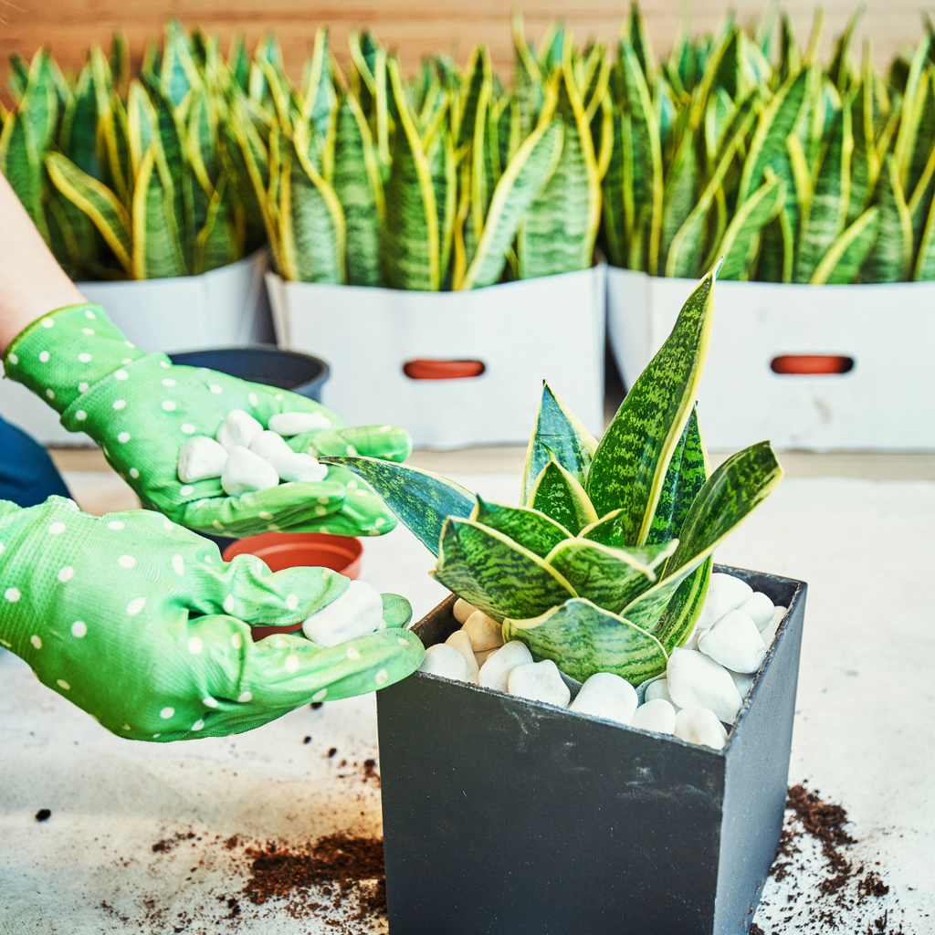 Incorporating Decorative Stones in Indoor Environments: Tips for Plant ...